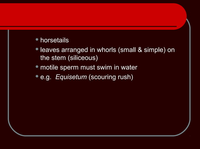 Ferns & fern allies | PPT