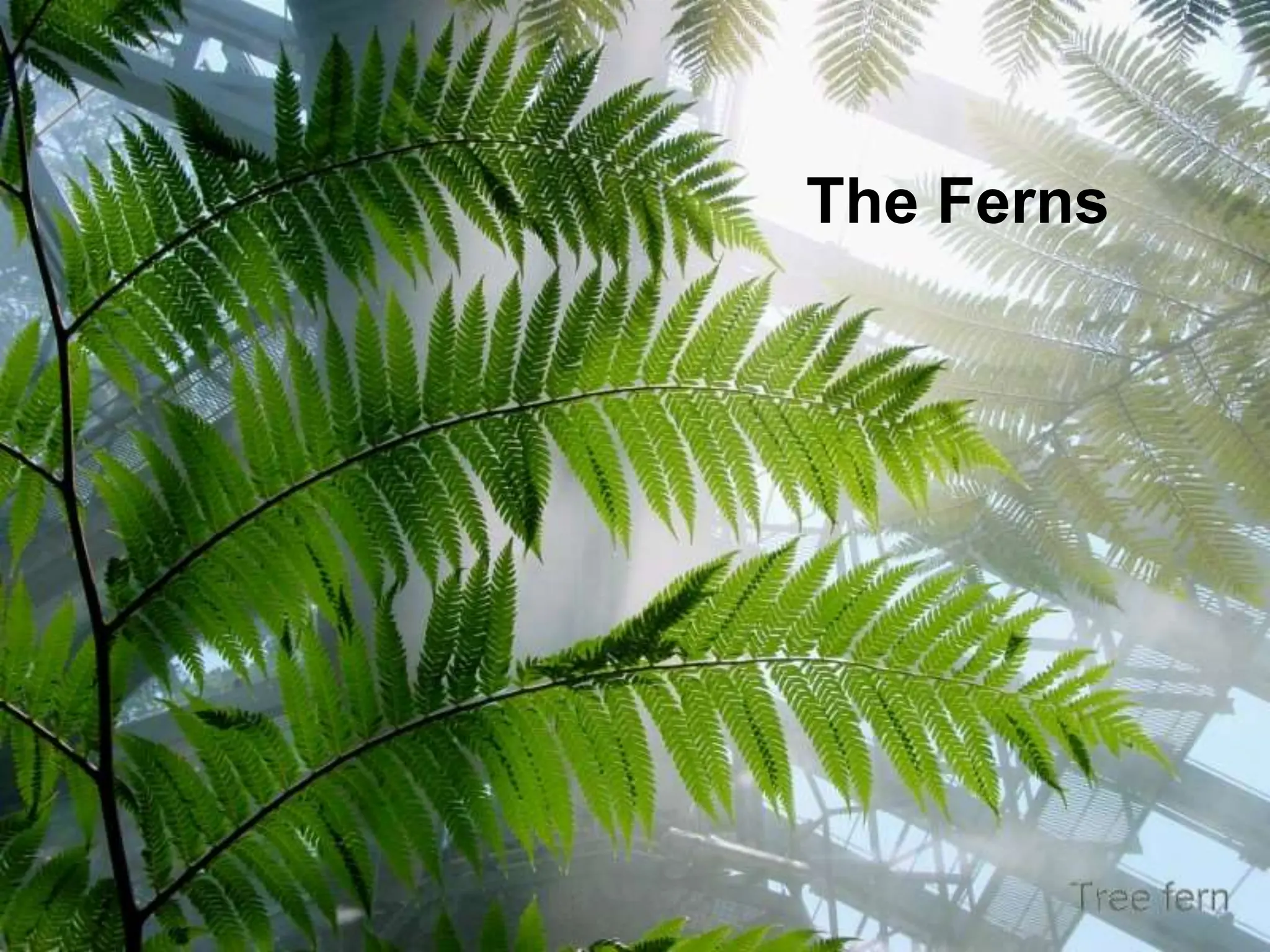 FERNS I 108 lab.ppt FERNS FERNS VASCULAR | PPT