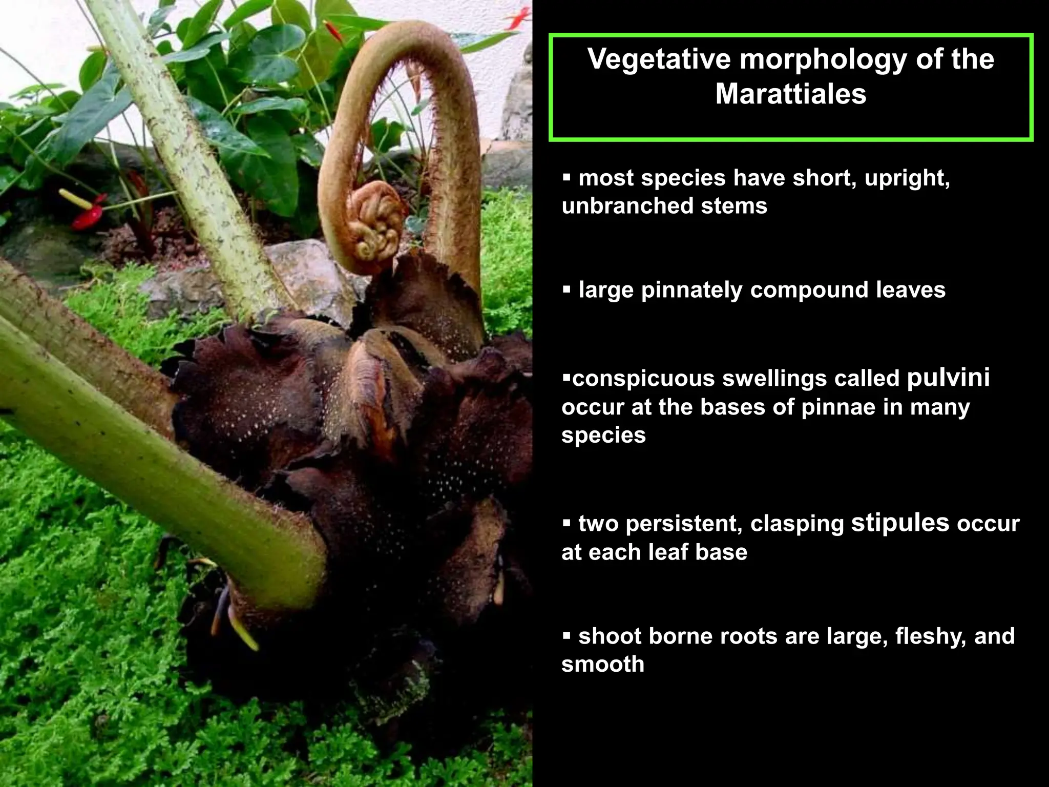 FERNS I 108 lab.ppt FERNS FERNS VASCULAR | PPT