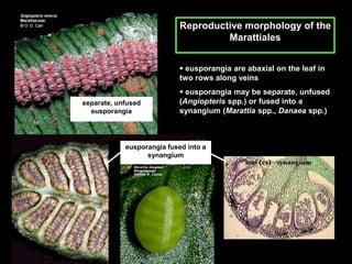 FERNS I 108 lab.ppt FERNS FERNS VASCULAR | PPT