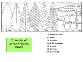 FERNS I 108 lab.ppt FERNS FERNS VASCULAR | PPT