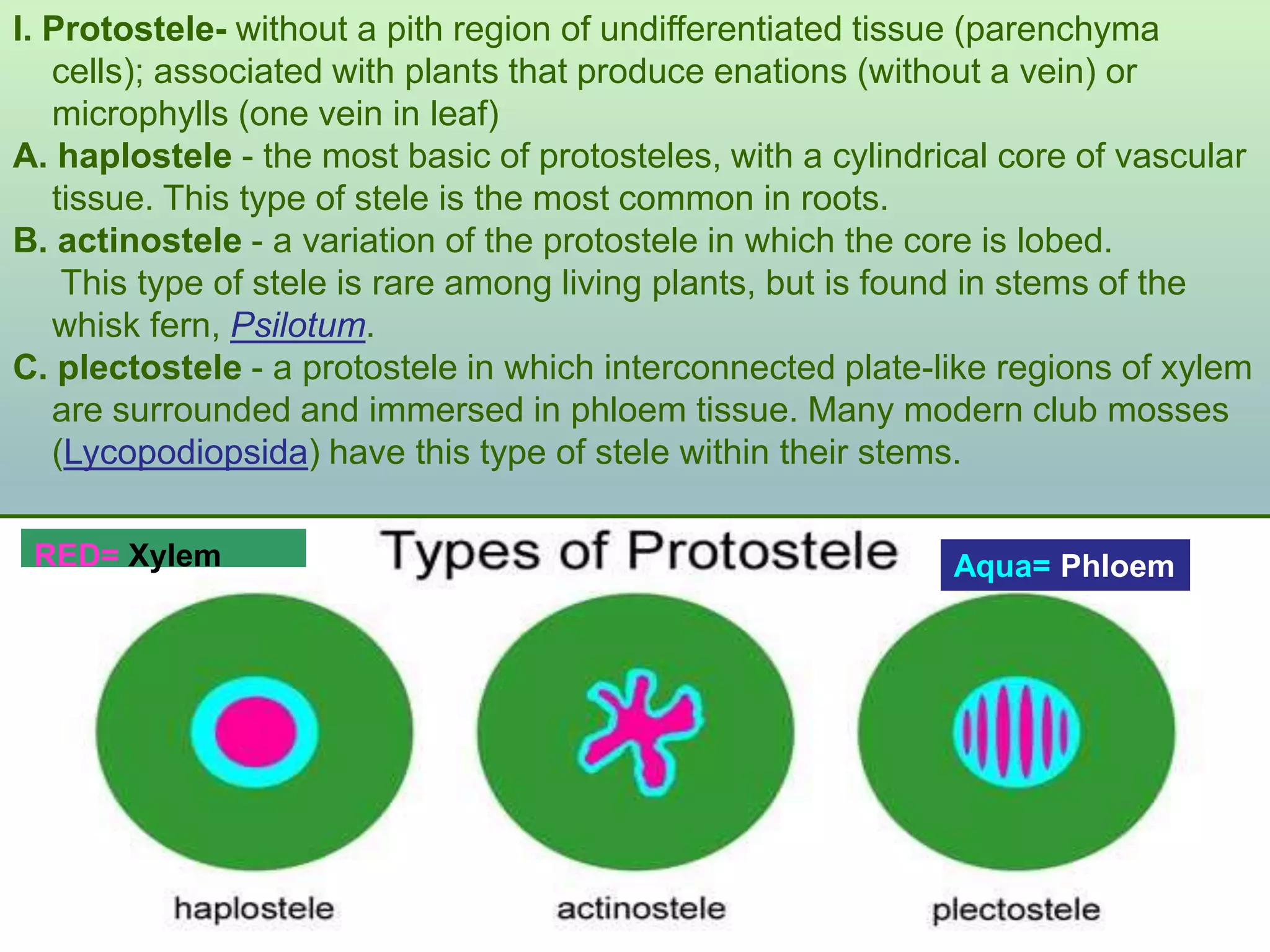 Ferns & Spore Bearing Plants for FNPS 7-8-22.pptx