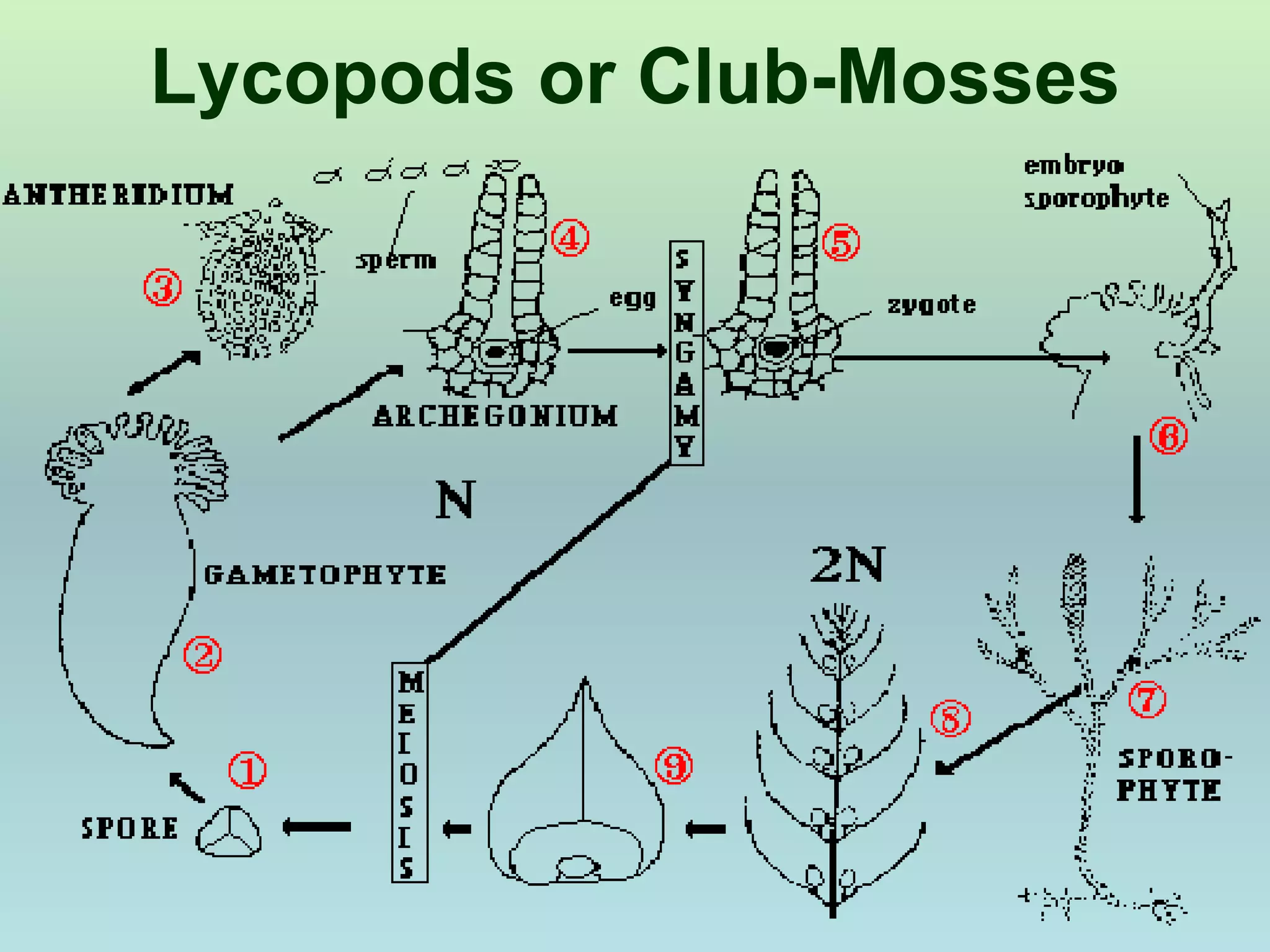Ferns & Spore Bearing Plants for FNPS 7-8-22.pptx