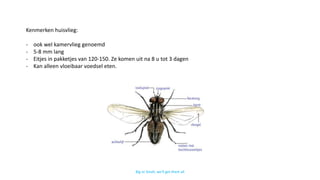 FEROKILL huisvliegen | PPTX
