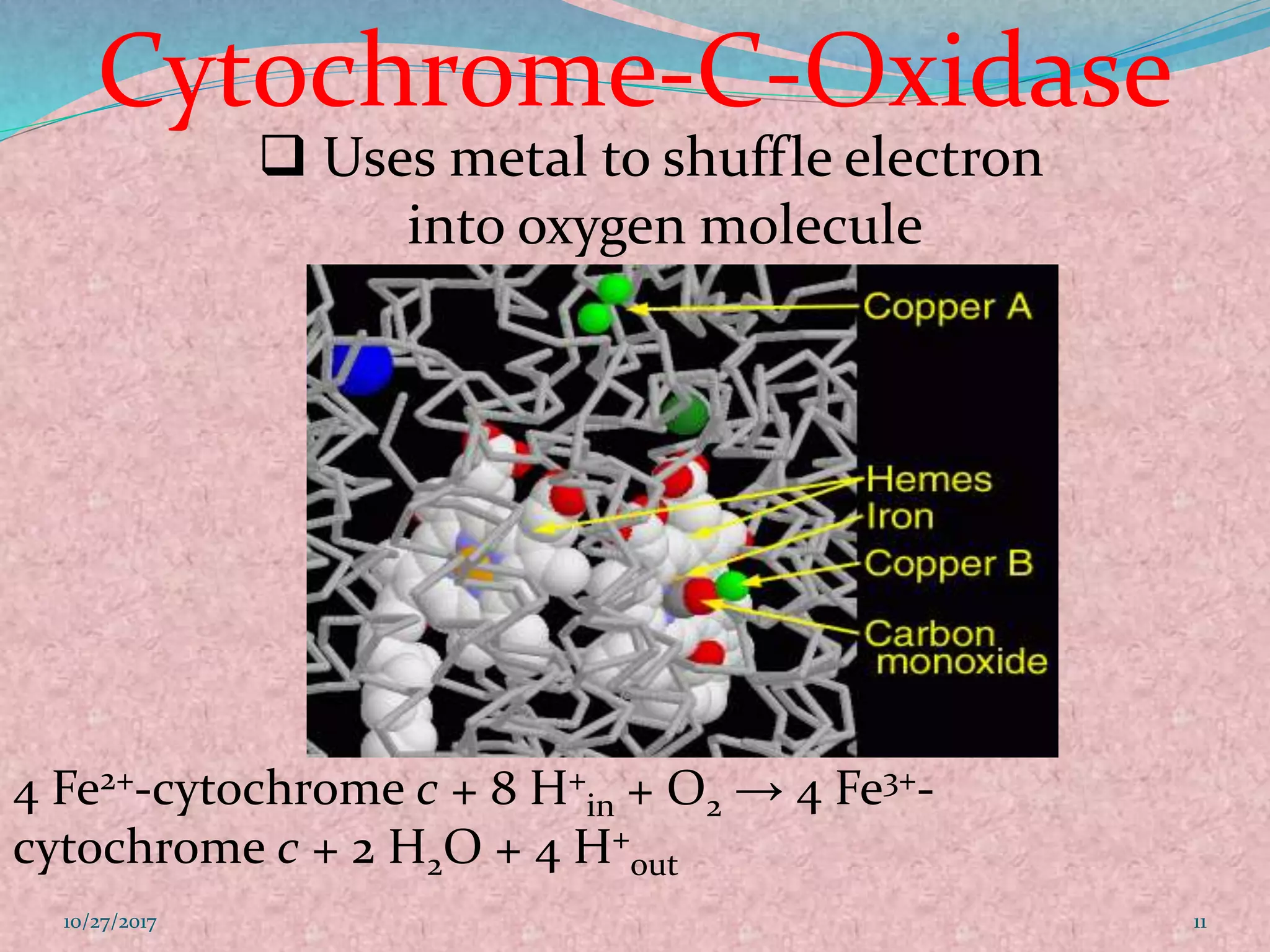 cytochrome | PPTX