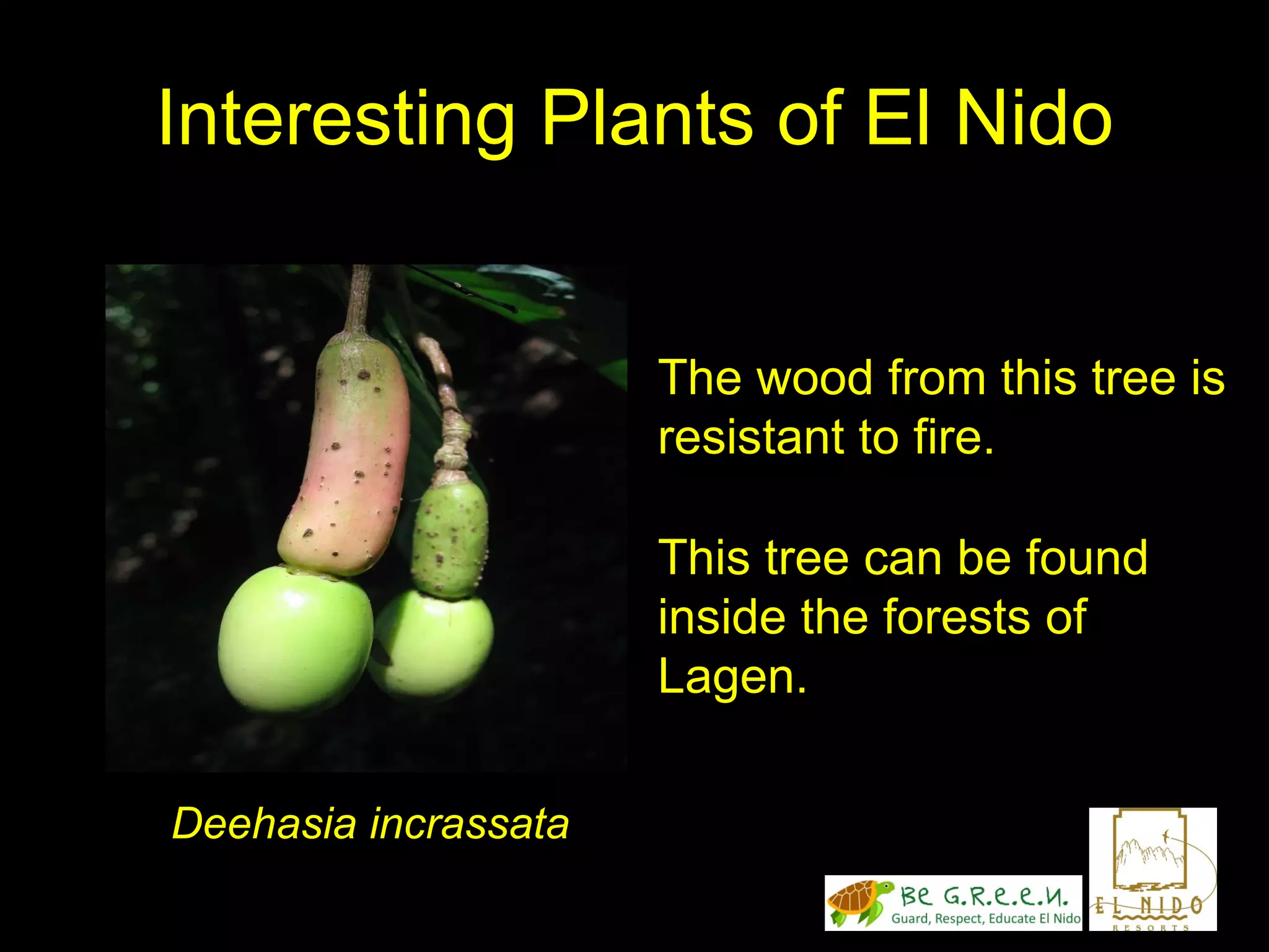 "The Plants of El Nido, Palawan" by Ulysses Ferreras | PPT
