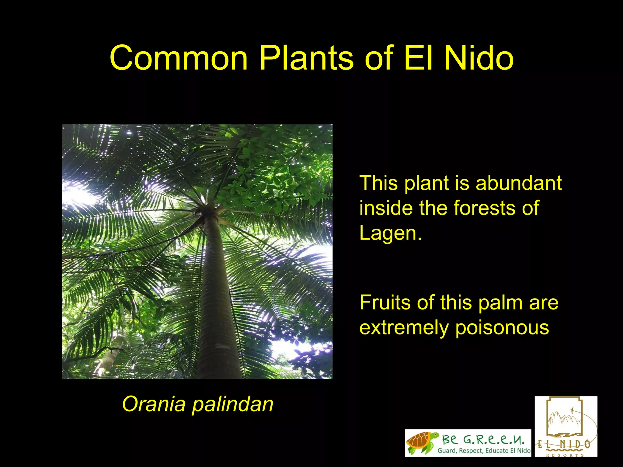 "The Plants of El Nido, Palawan" by Ulysses Ferreras | PPT