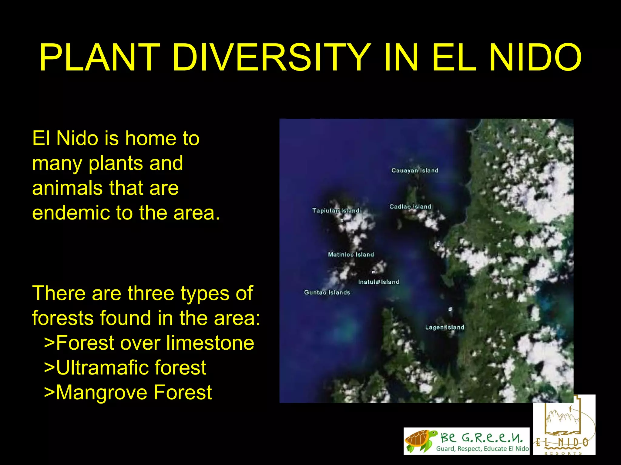 "The Plants of El Nido, Palawan" by Ulysses Ferreras | PPT