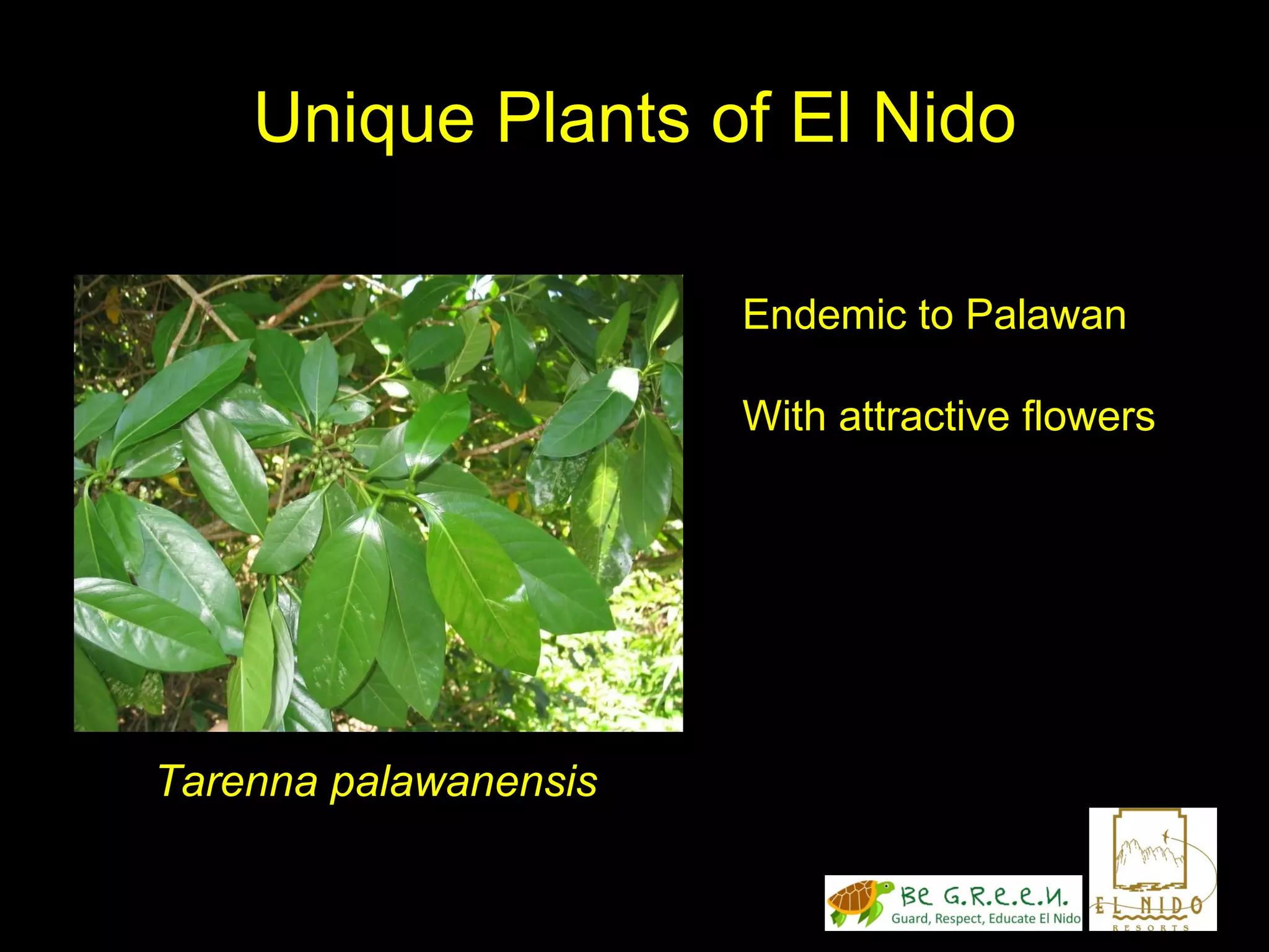 "The Plants of El Nido, Palawan" by Ulysses Ferreras | PPT