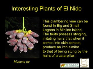 "The Plants of El Nido, Palawan" by Ulysses Ferreras | PPT