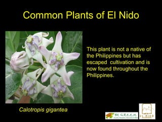 "The Plants of El Nido, Palawan" by Ulysses Ferreras | PPT