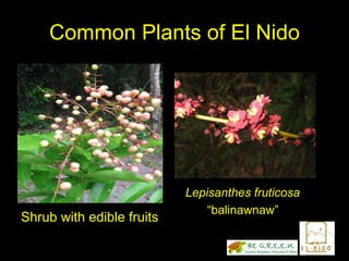 "The Plants of El Nido, Palawan" by Ulysses Ferreras | PPT