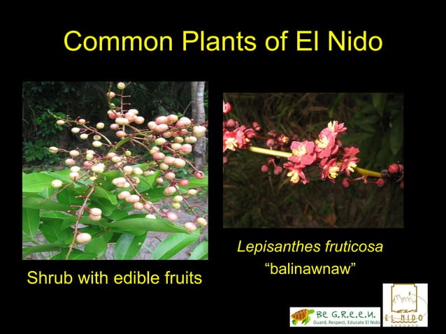 "The Plants of El Nido, Palawan" by Ulysses Ferreras | PPT