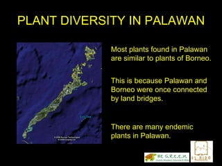"The Plants of El Nido, Palawan" by Ulysses Ferreras | PPT