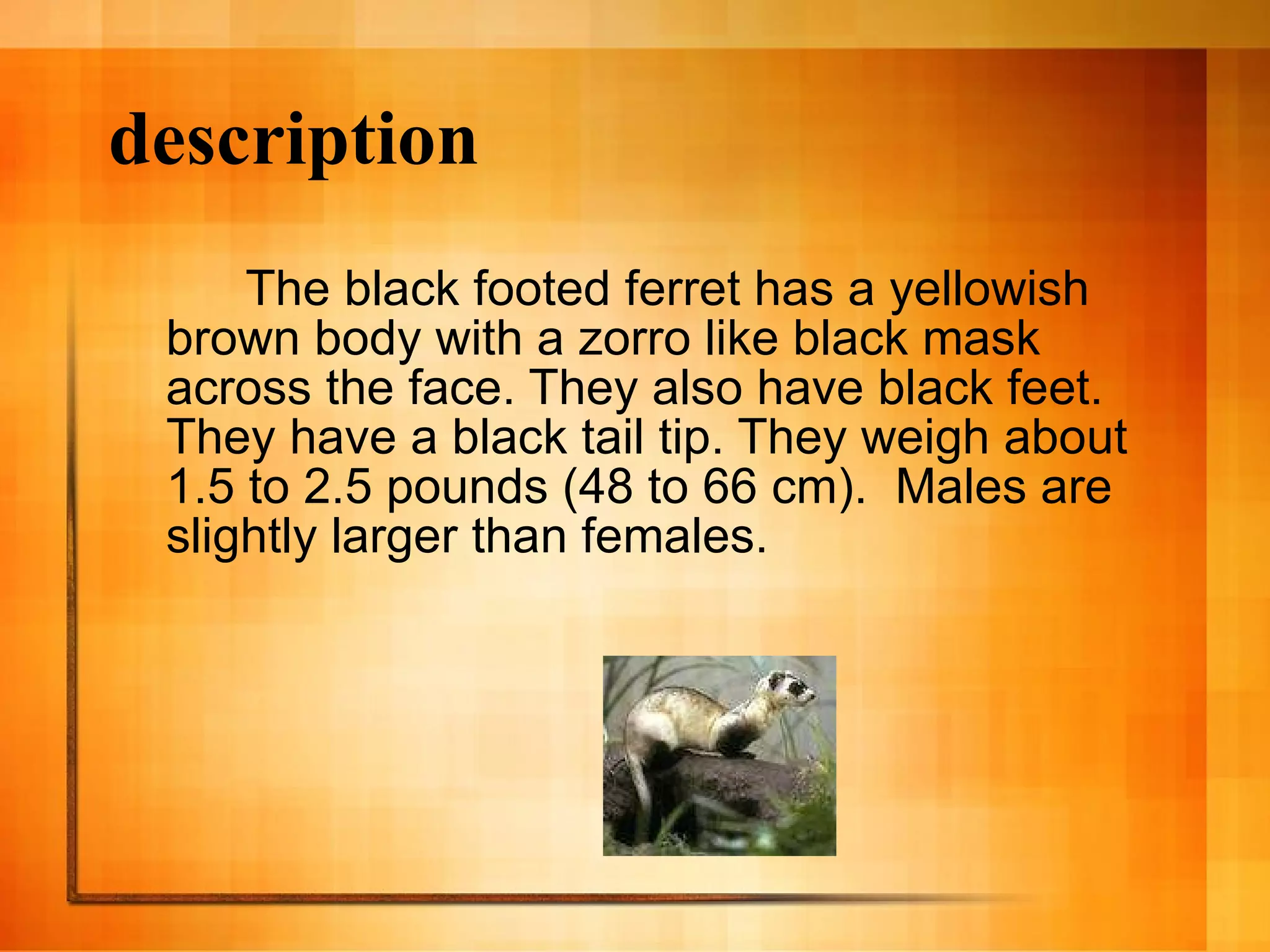 Ferret | PPT