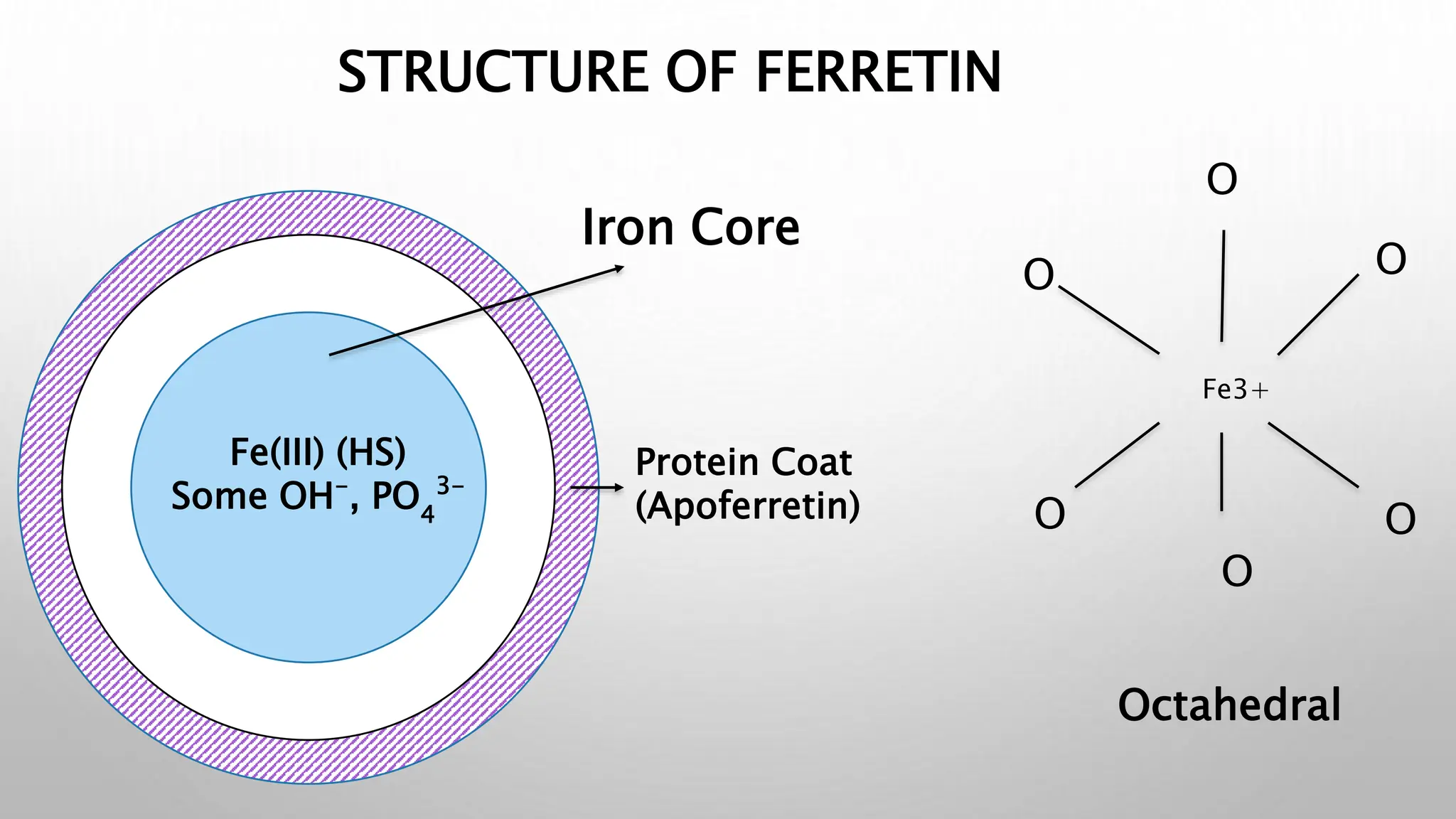 Ferretin bio inorganic iron sulphur protein notes.pptx