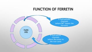 Ferretin bio inorganic iron sulphur protein notes.pptx