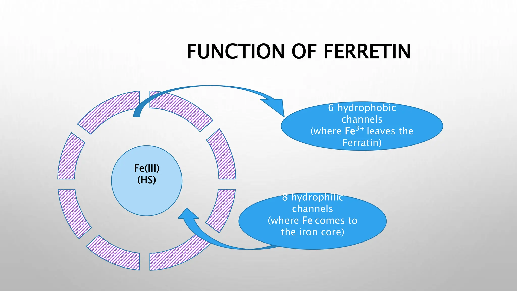 Ferretin - Fe iron containing protein pptx | PPTX | Blood Disorders ...