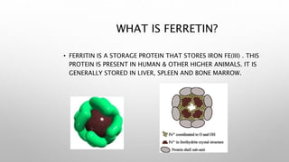 Ferretin - Fe iron containing protein pptx | PPTX | Blood Disorders ...