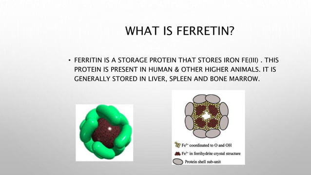 Ferretin - Fe iron containing protein pptx | PPT
