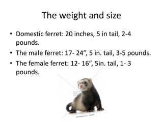 Ferrets!!!! | PPTX