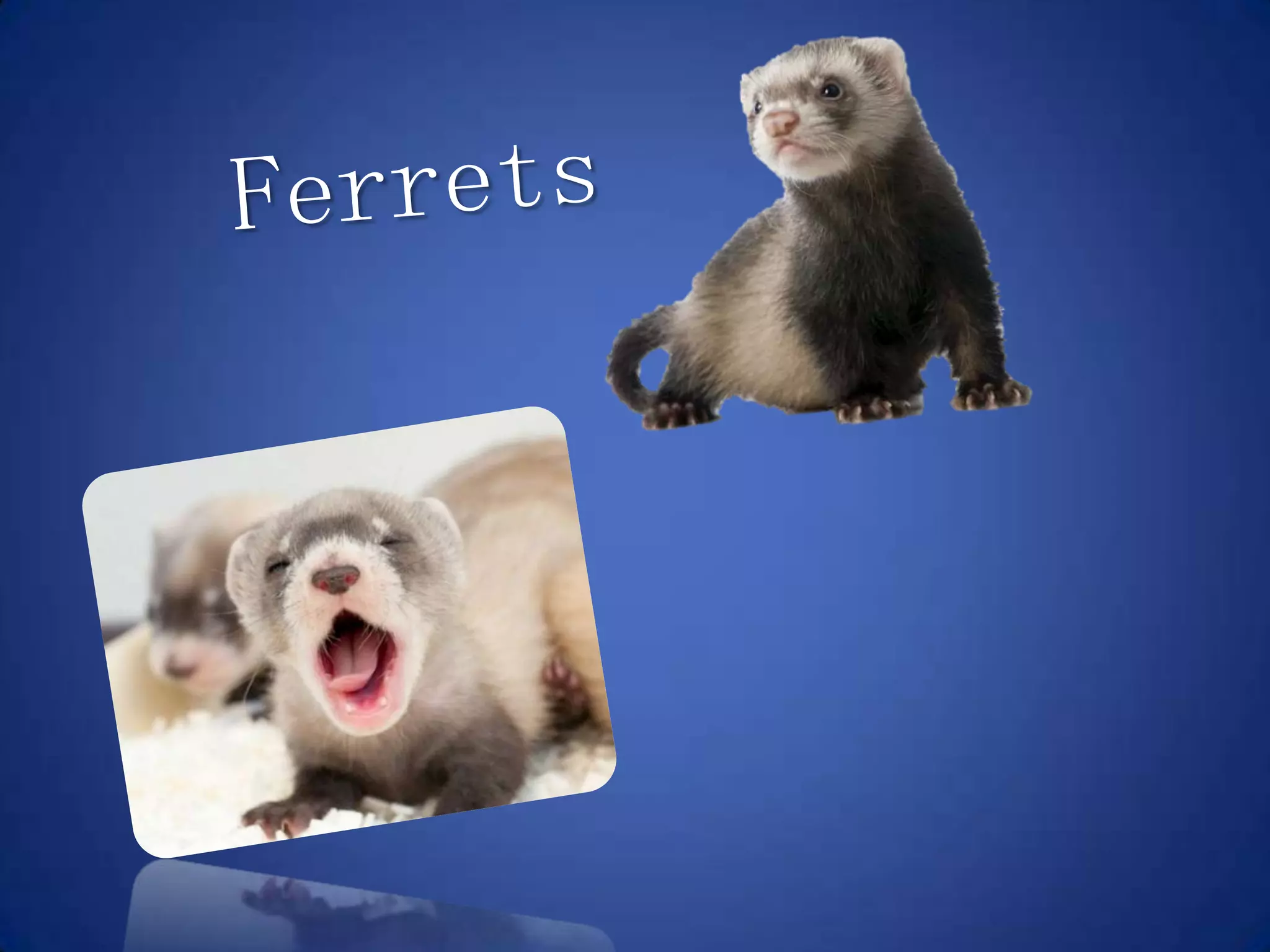 Ferrets | PPTX