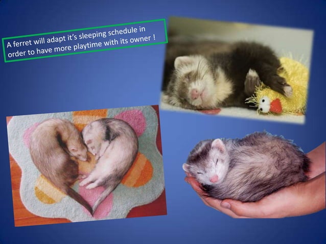 Ferrets | PPTX