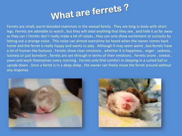 Ferrets | PPTX