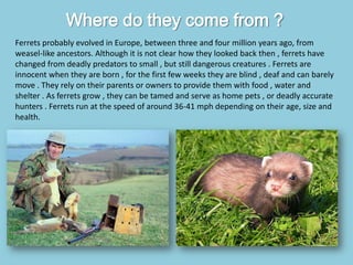 Ferrets | PPTX