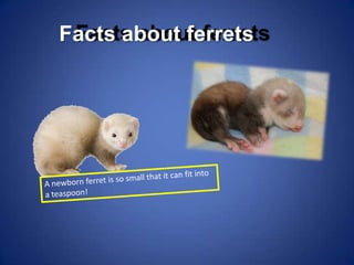 Ferrets | PPTX
