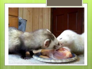 Ferrets | PPT