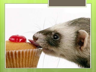 Ferrets | PPT