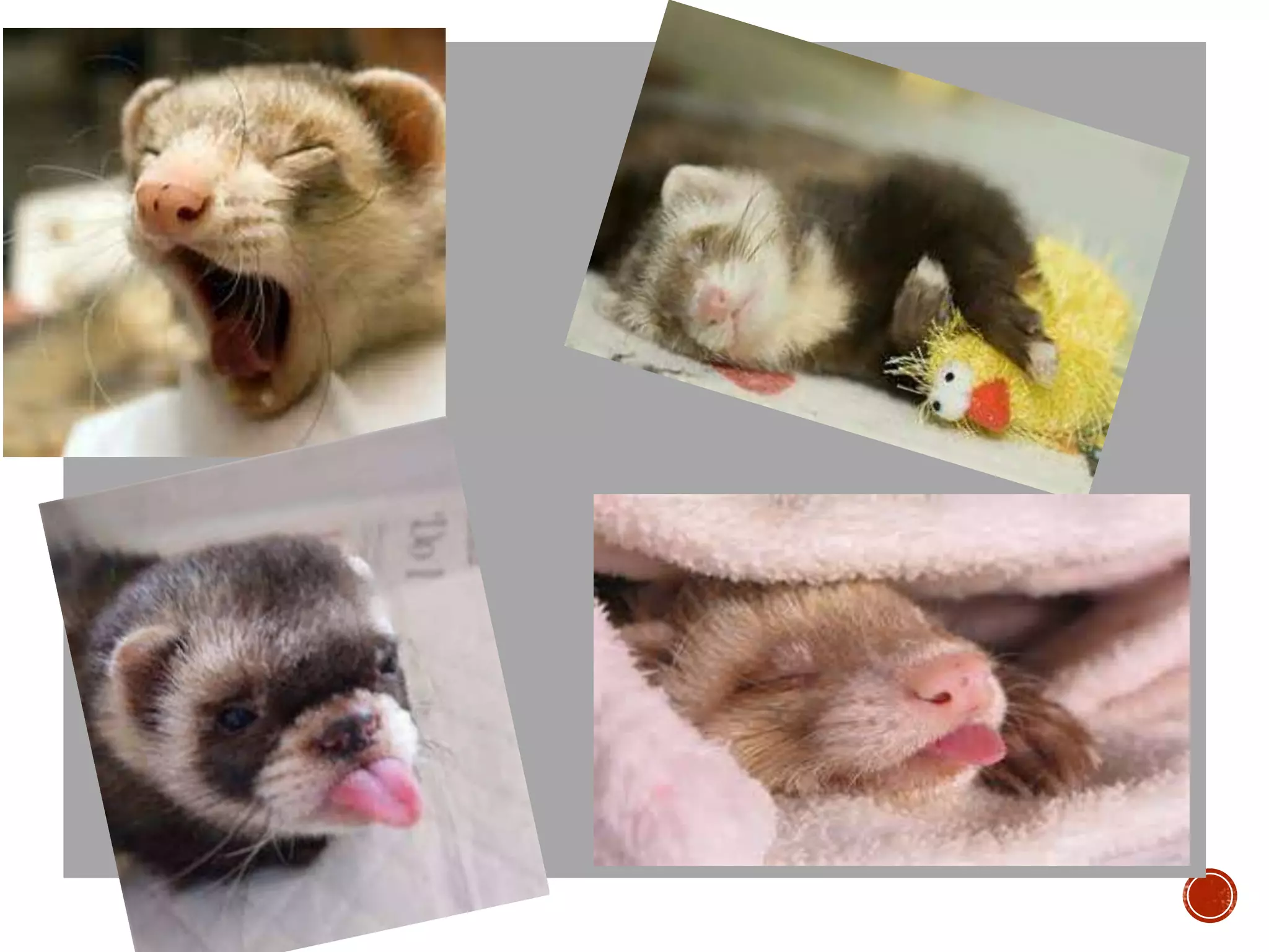 Ferrets | PPT