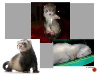 Ferrets | PPTX