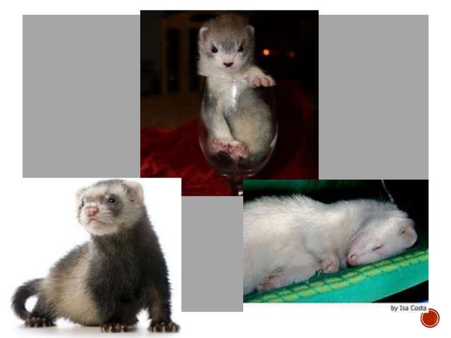 Ferrets | PPTX