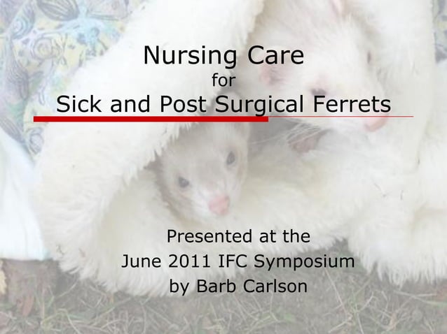 Nursing care of post-surgical, sick and debilitated ferrets | PPT