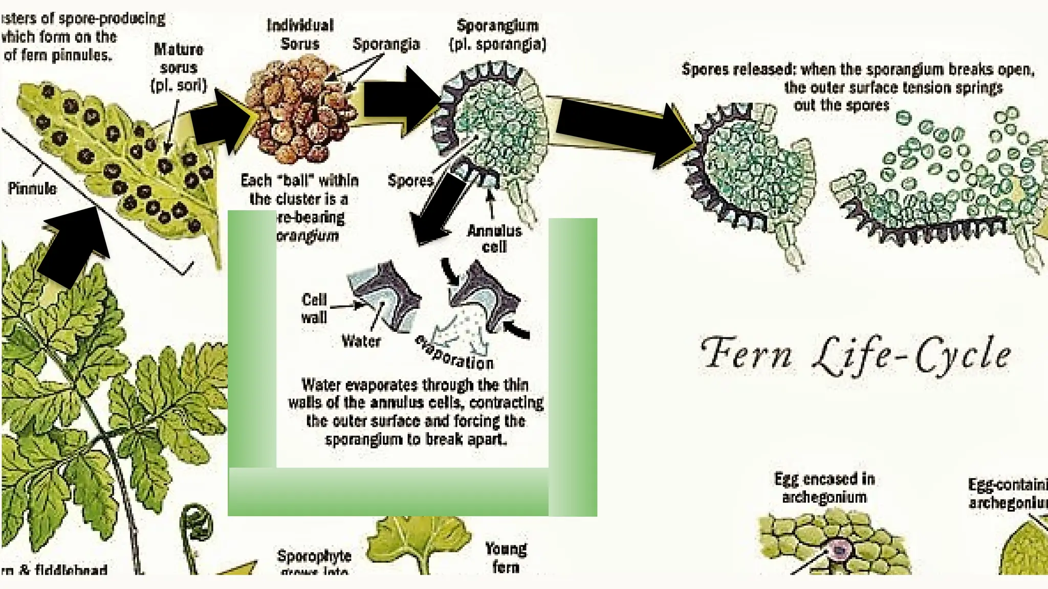 FERNS POWERPOINT PRESENTATION, ITS LIFE CYCLE AND ETC. | PPT