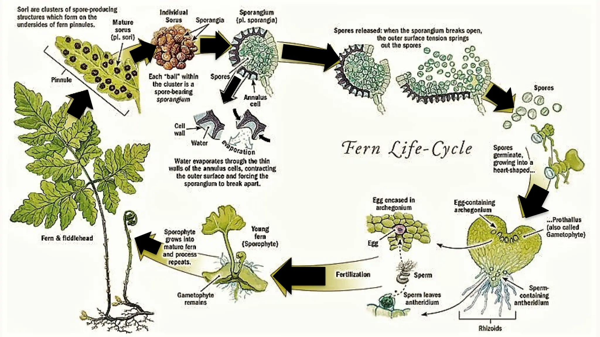 FERNS POWERPOINT PRESENTATION, ITS LIFE CYCLE AND ETC. | PPT