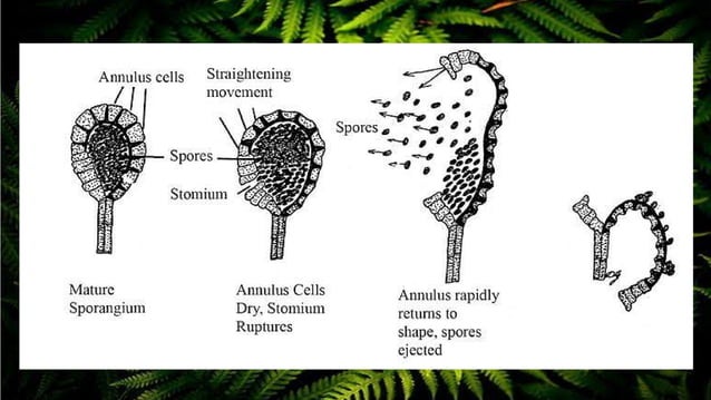 FERNS POWERPOINT PRESENTATION, ITS LIFE CYCLE AND ETC. | PPT