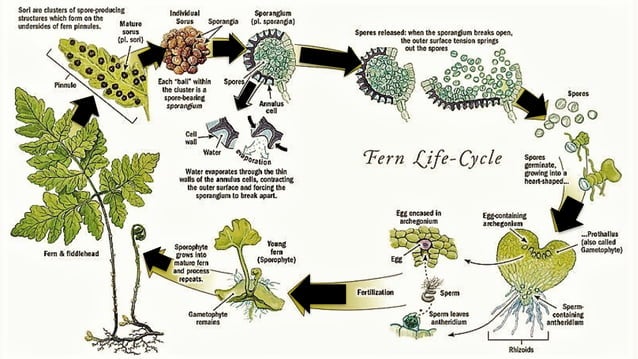 FERNS POWERPOINT PRESENTATION, ITS LIFE CYCLE AND ETC. | PPT
