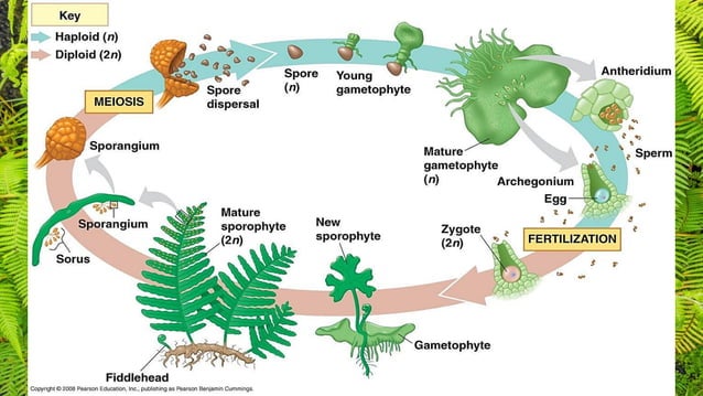 FERNS POWERPOINT PRESENTATION, ITS LIFE CYCLE AND ETC. | PPT