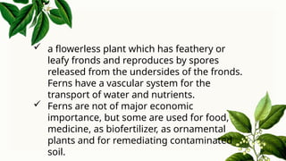 FERNS POWERPOINT PRESENTATION, ITS LIFE CYCLE AND ETC. | PPTX