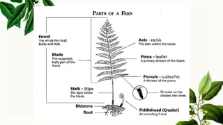 FERNS POWERPOINT PRESENTATION, ITS LIFE CYCLE AND ETC. | PPTX