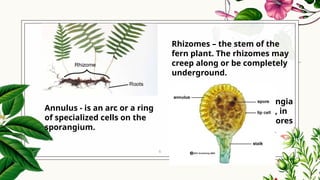 FERNS POWERPOINT PRESENTATION, ITS LIFE CYCLE AND ETC. | PPT
