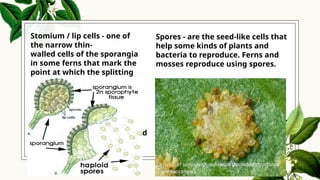 FERNS POWERPOINT PRESENTATION, ITS LIFE CYCLE AND ETC. | PPT