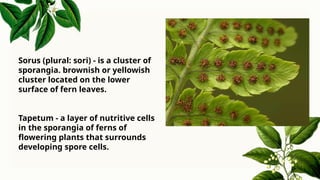 FERNS POWERPOINT PRESENTATION, ITS LIFE CYCLE AND ETC. | PPT