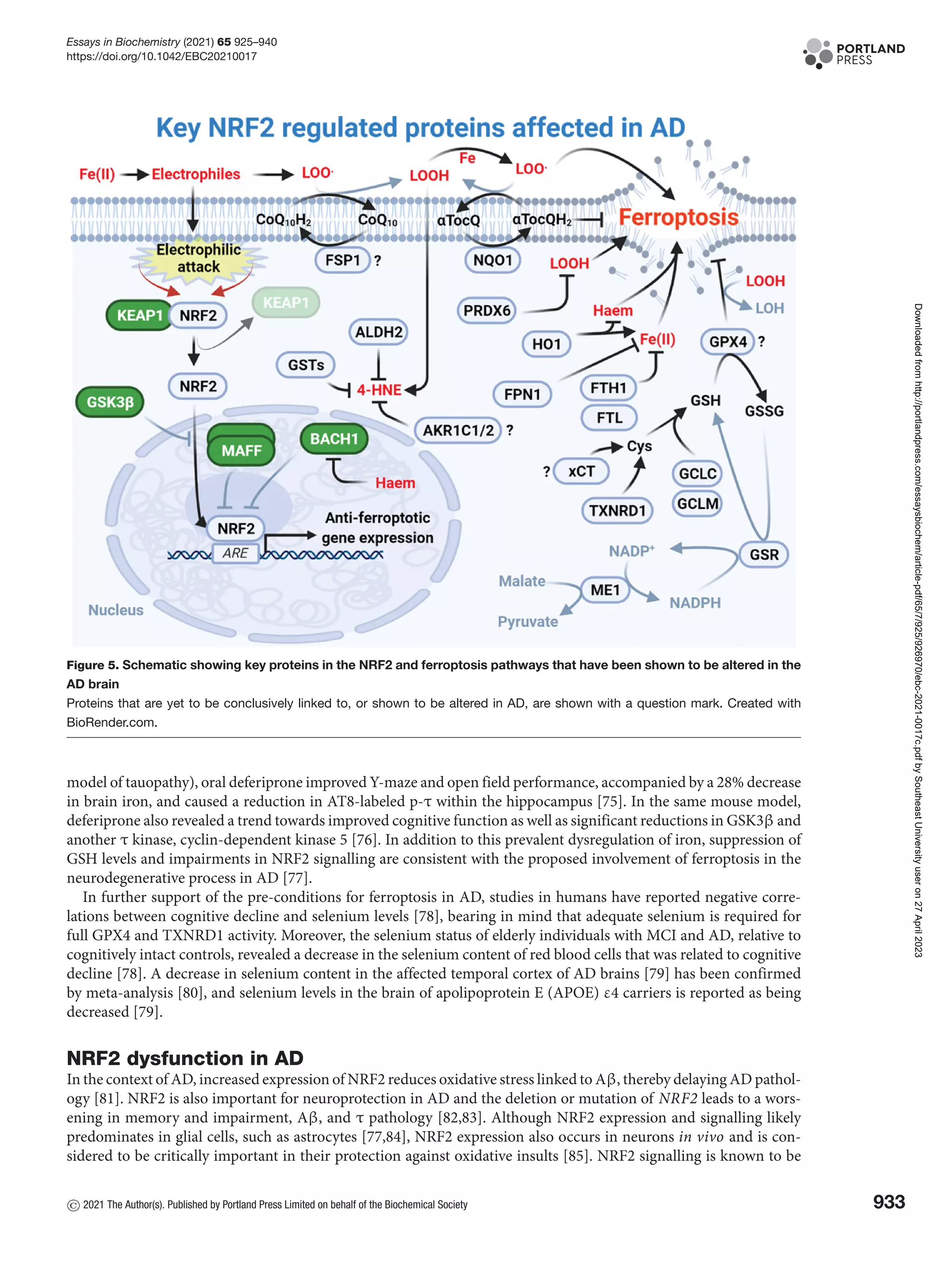 Ferroptosis and NRF2 an emerging battlefield in the neurodegeneration ...