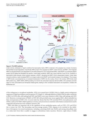 Ferroptosis and NRF2 an emerging battlefield in the neurodegeneration ...