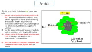 ferrtin.pdf hormones iron profile . ferritin | PDF