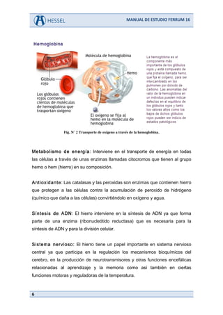 Ferrum16 Vitaminas, Hierro y Minerales. | PDF